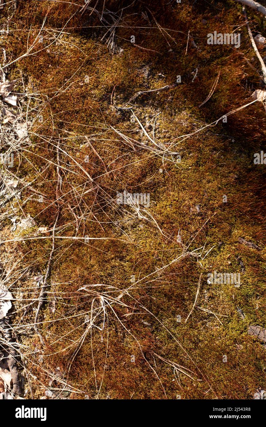 brown moss texture in sunny forest Stock Photo - Alamy