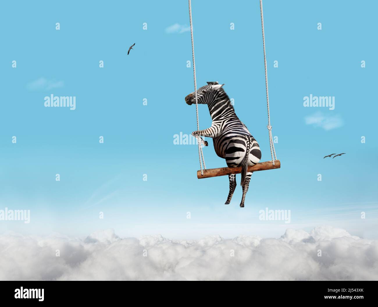 Zebra swinging on swing bar over blue sky with clouds Stock Photo - Alamy