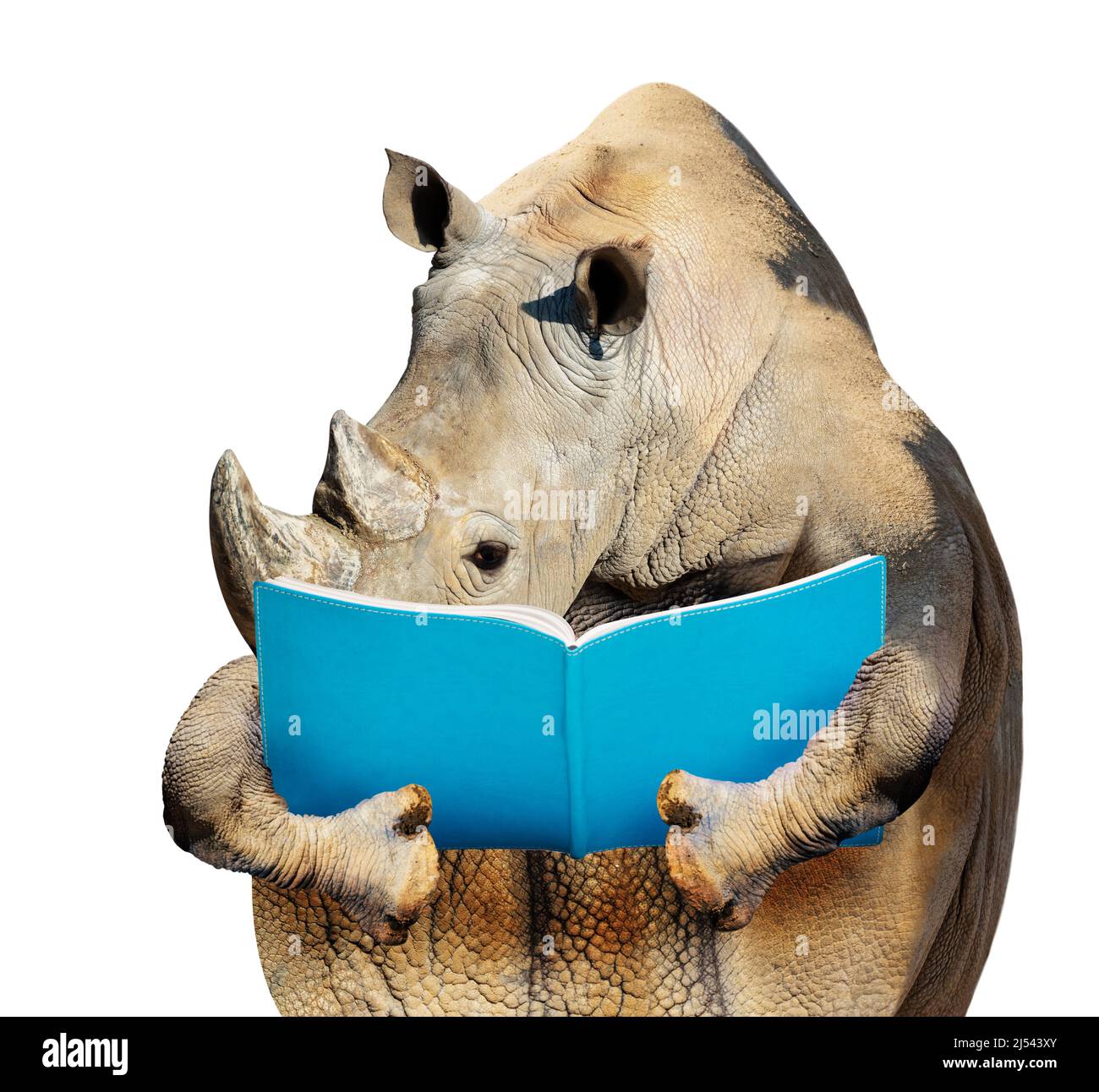 Smart rhino reading a book front view isolated on white Stock Photo - Alamy