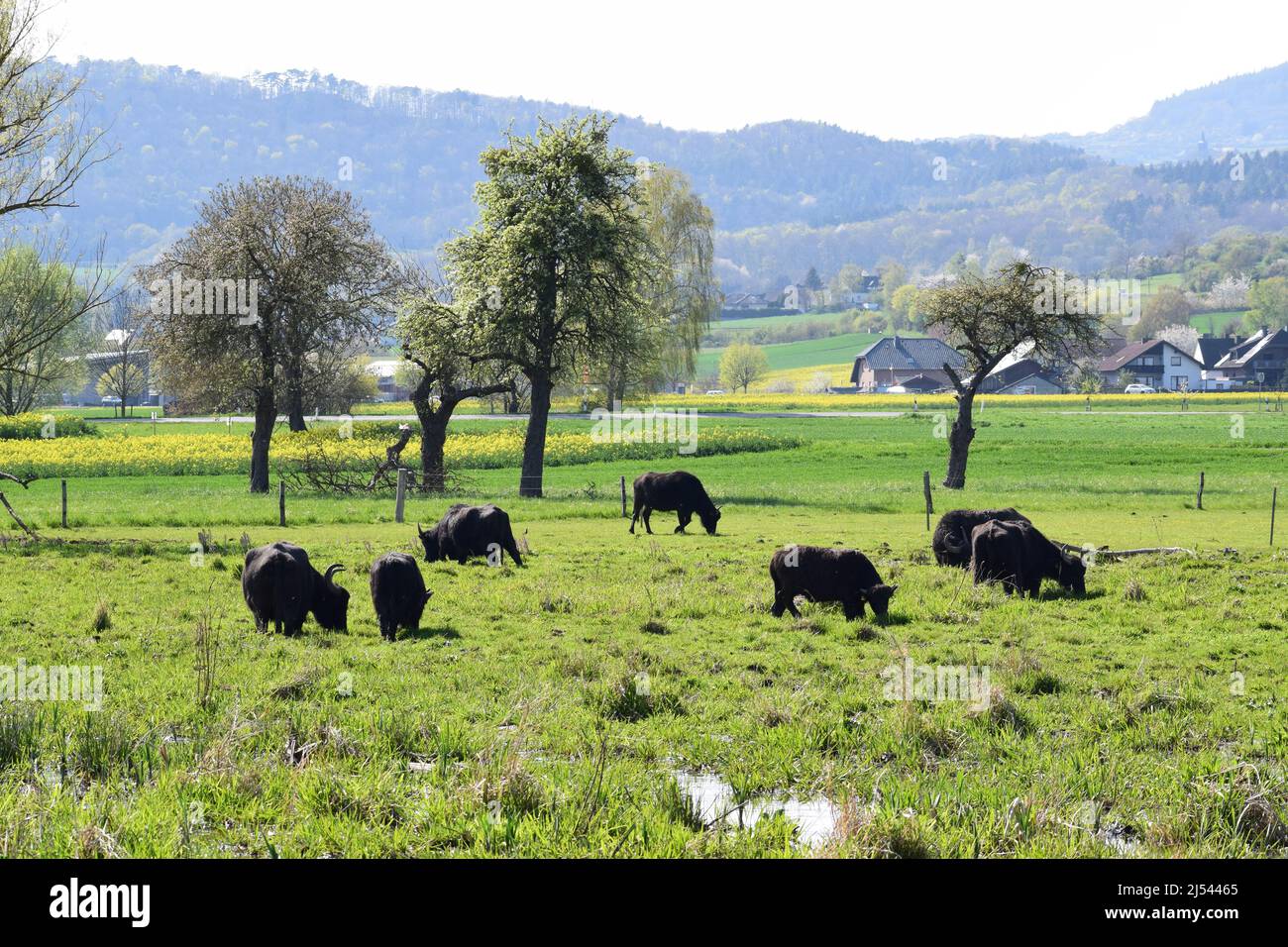 Swampland wild animals in eifel hi-res stock photography and images - Alamy