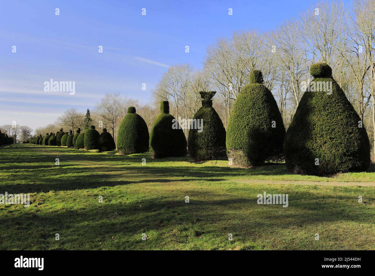 The Yew Tree avenue at Clipsham village; Rutland; England; UK Stock ...