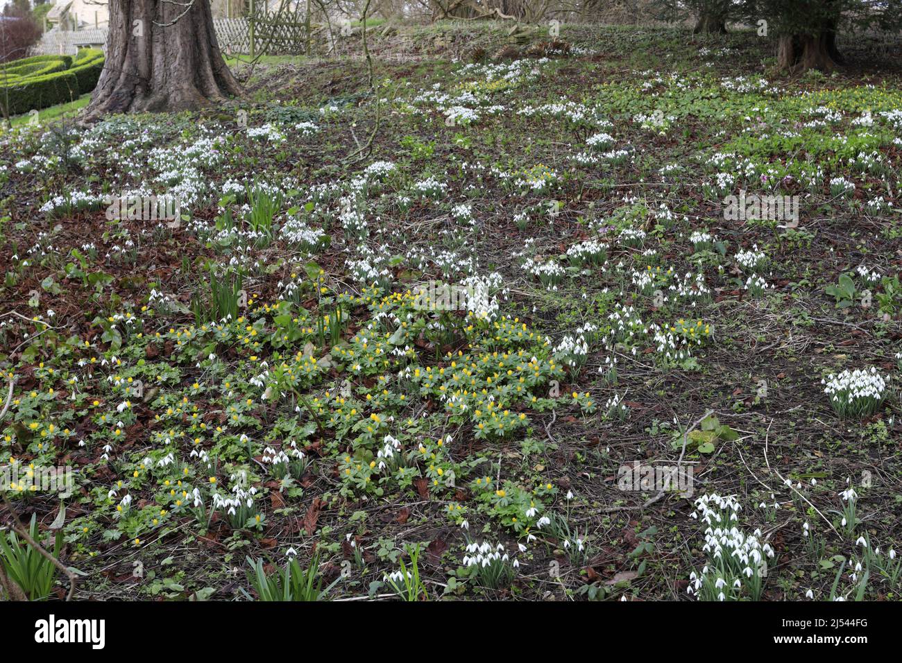 Snowdrop and Aconite flowers at Easton Walled Gardens, Easton village ...