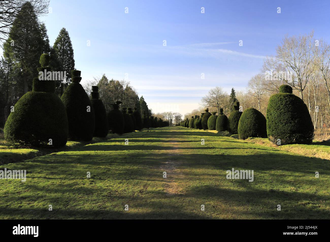 The Yew Tree avenue at Clipsham village; Rutland; England; UK Stock ...