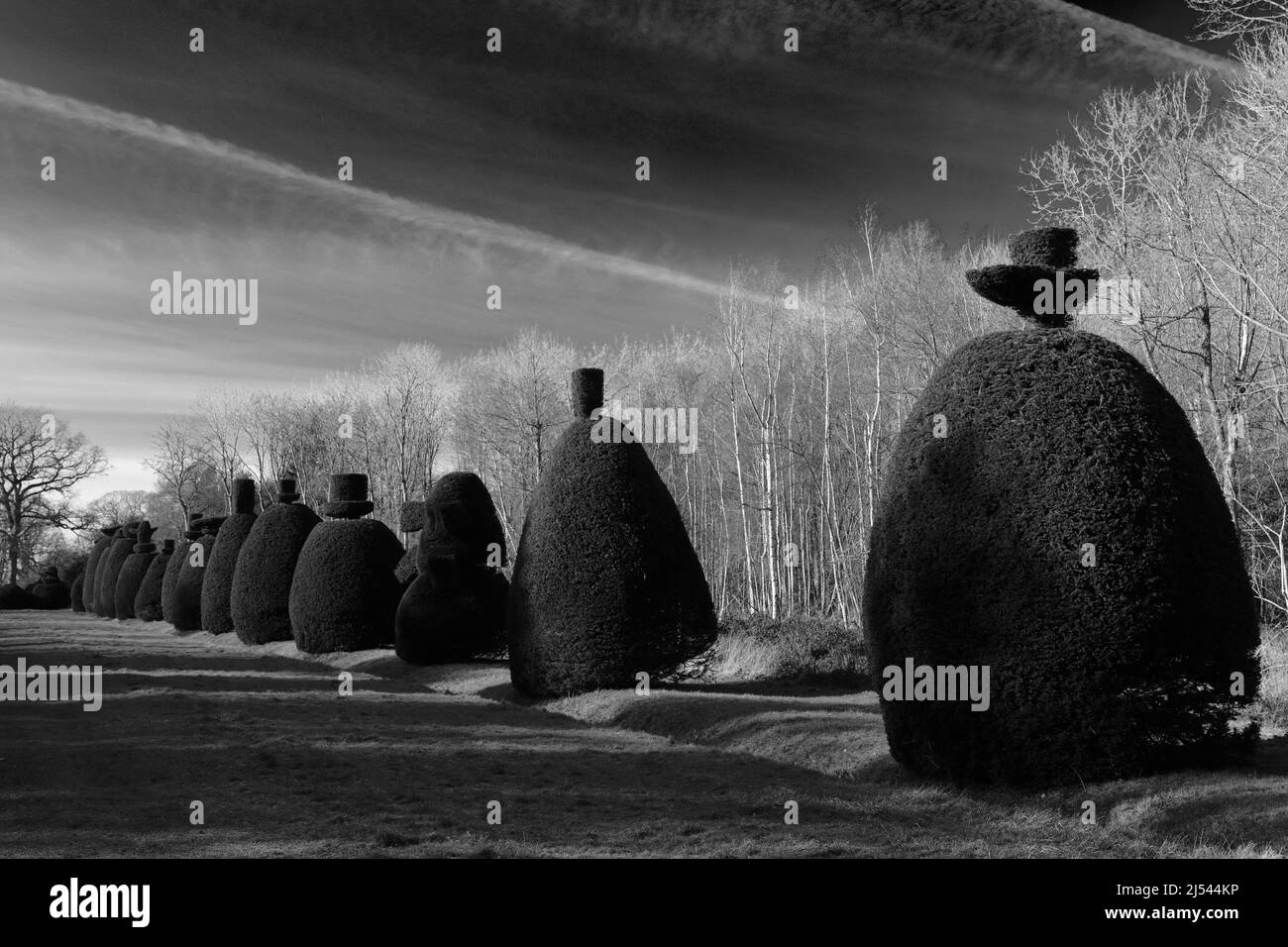 The Yew Tree avenue at Clipsham village; Rutland; England; UK Stock ...