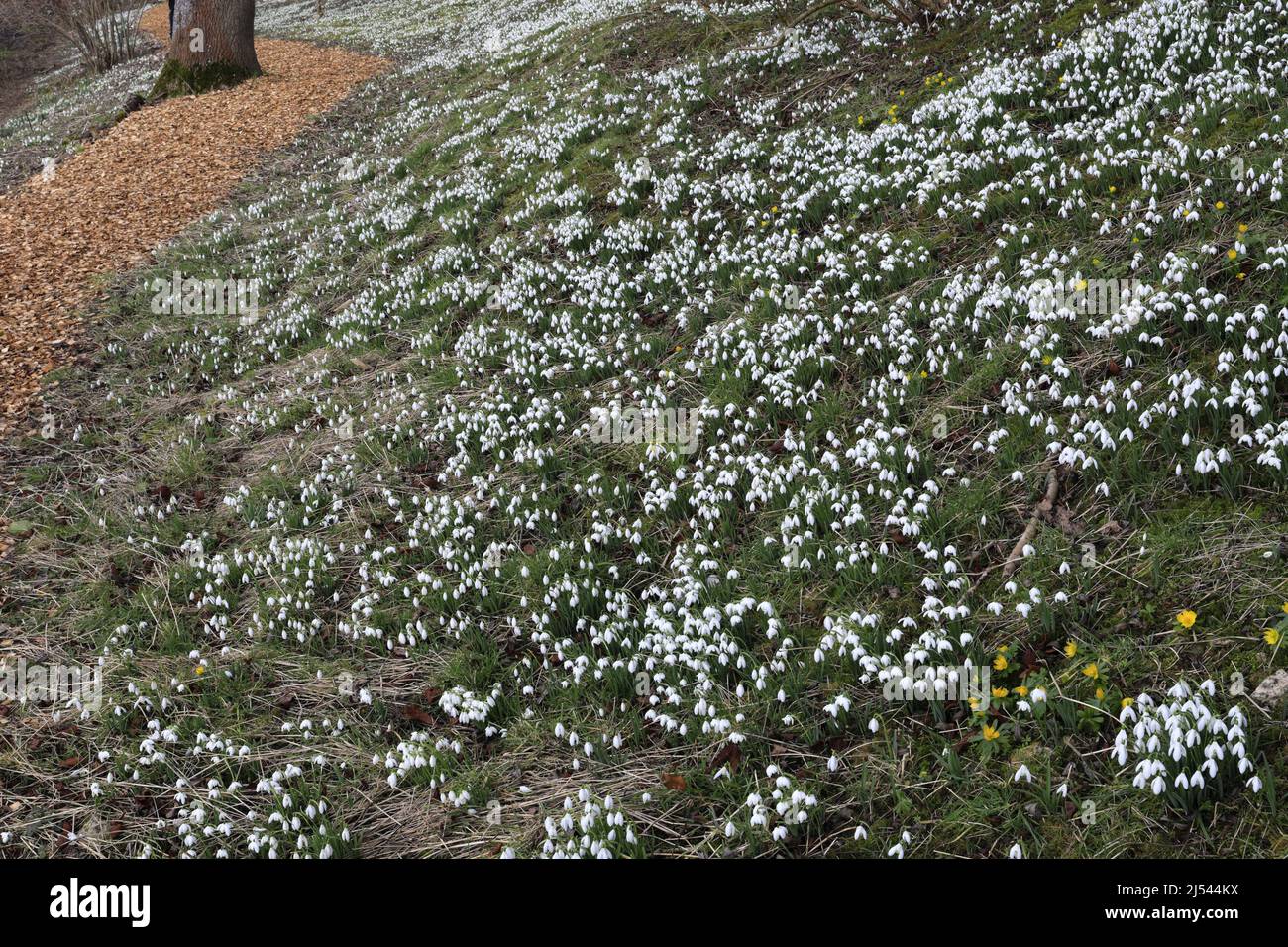 Snowdrop and Aconite flowers at Easton Walled Gardens, Easton village ...