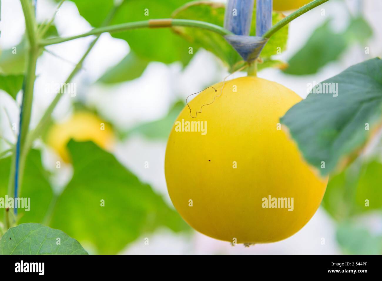 Fresh golden melon in farm Stock Photo - Alamy