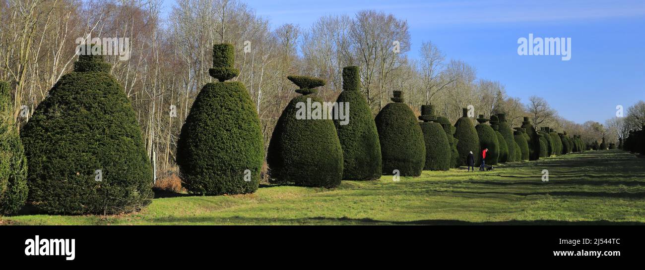 The Yew Tree avenue at Clipsham village; Rutland; England; UK Stock ...