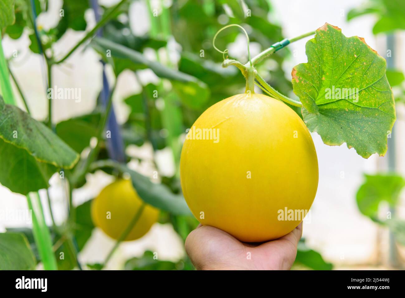 Fresh golden melon in farm Stock Photo - Alamy