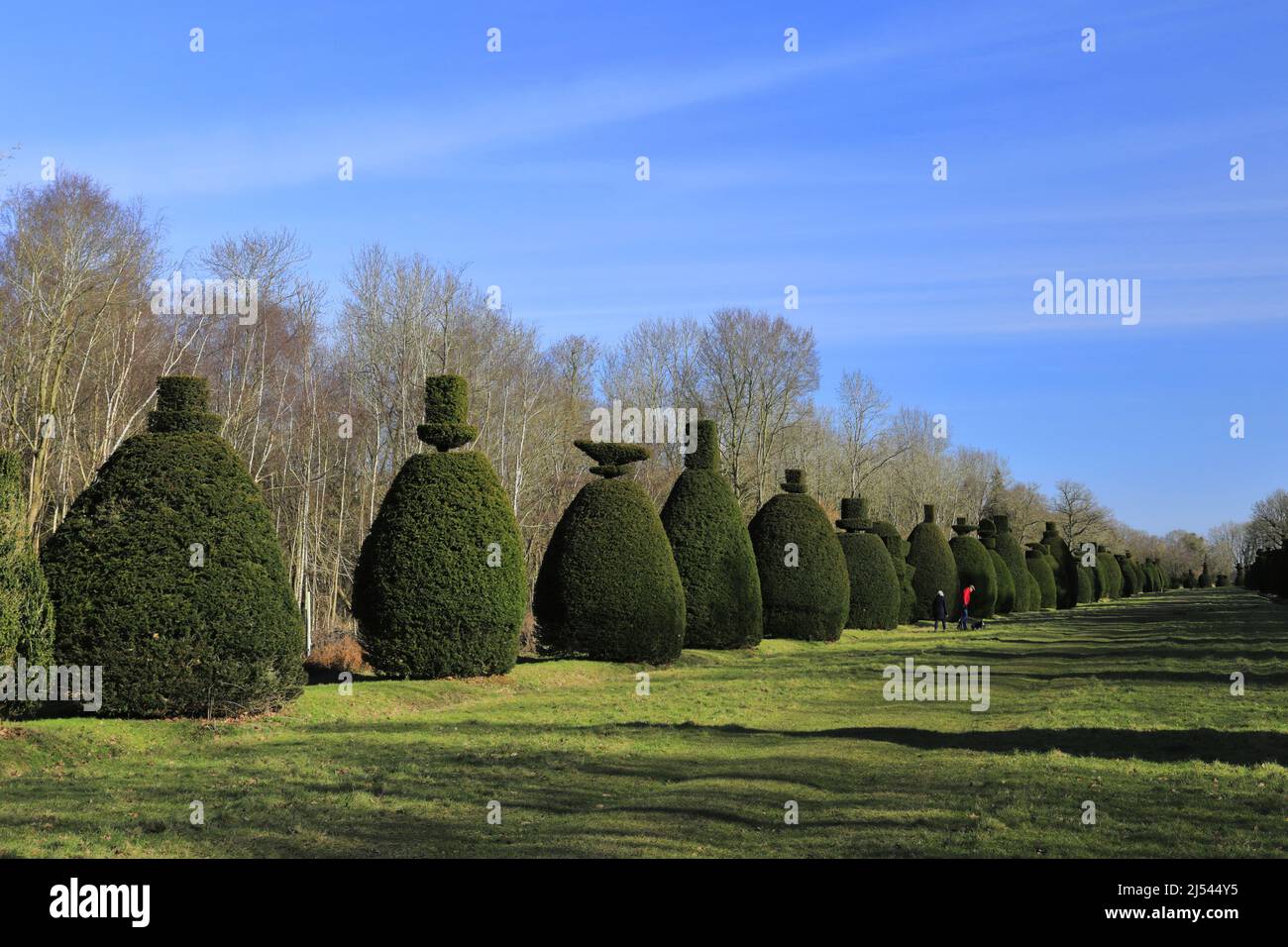 The Yew Tree avenue at Clipsham village; Rutland; England; UK Stock ...