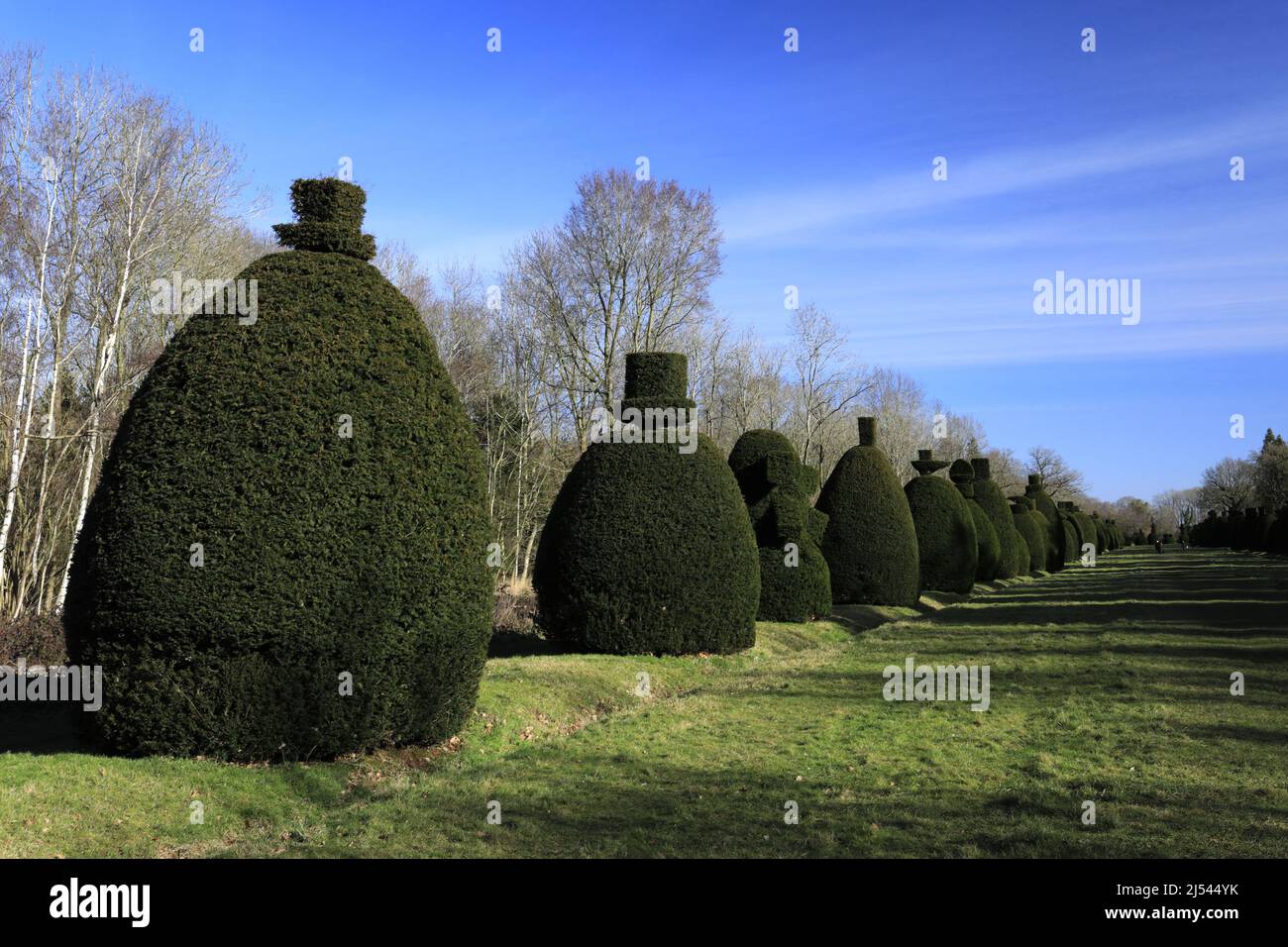 The Yew Tree avenue at Clipsham village; Rutland; England; UK Stock ...