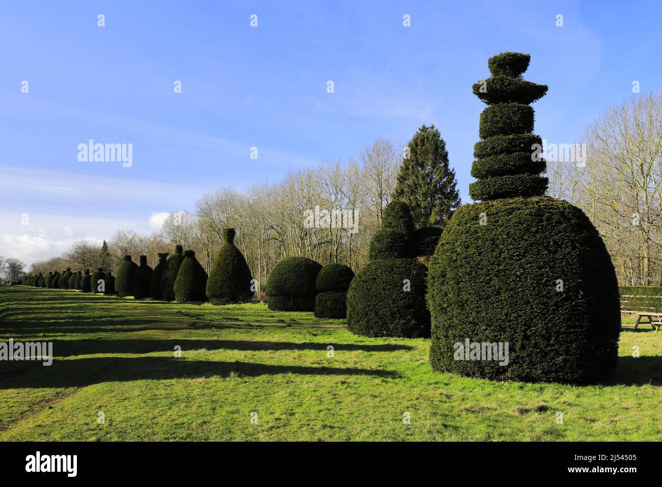 The Yew Tree avenue at Clipsham village; Rutland; England; UK Stock ...