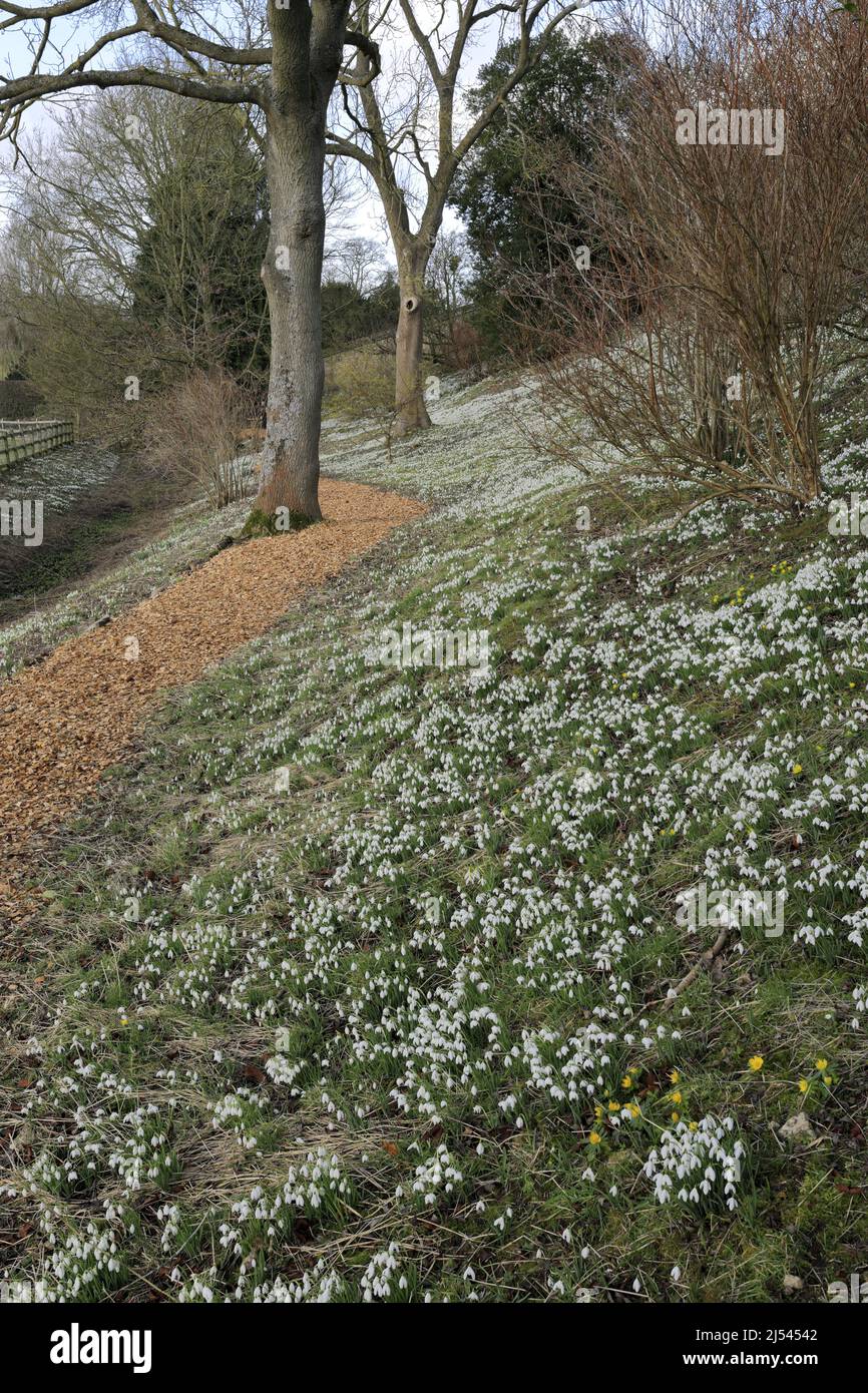 Snowdrop and Aconite flowers at Easton Walled Gardens, Easton village ...