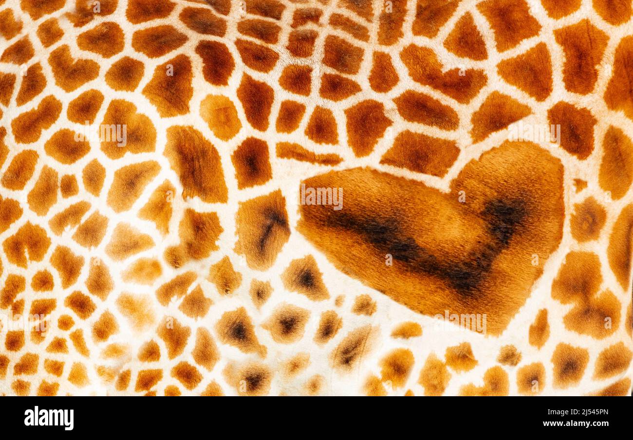 Texture of giraffe skin with heart shaped lovely spot Stock Photo - Alamy