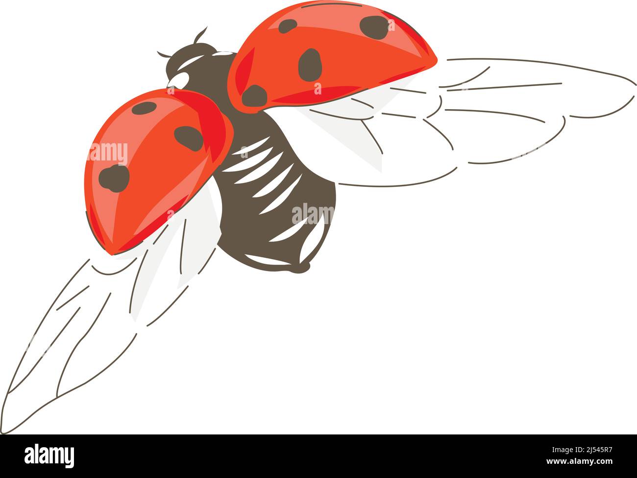 Ladybug insect hand drawn vector illustration isolated on white ...