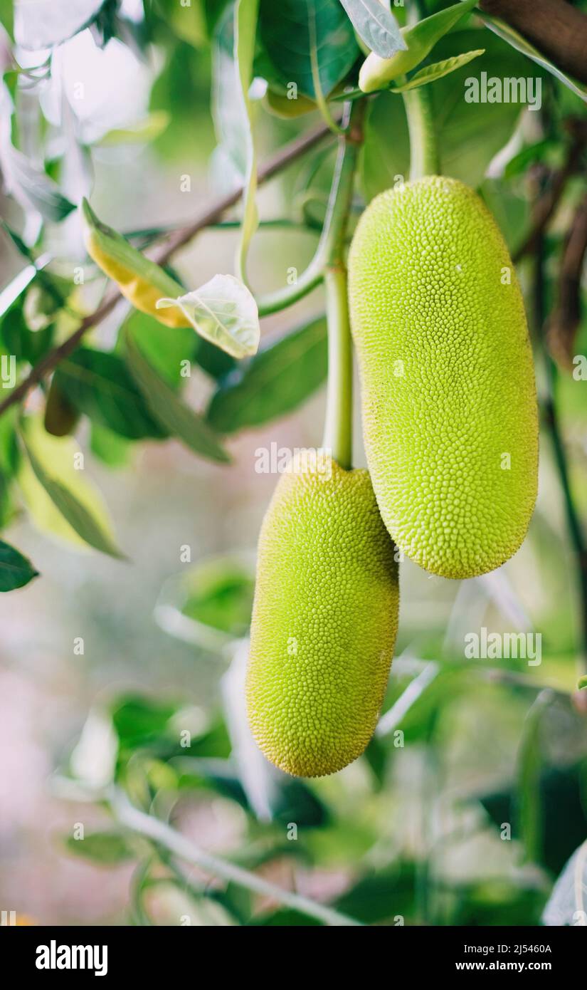 Two jack fruit hi-res stock photography and images - Alamy