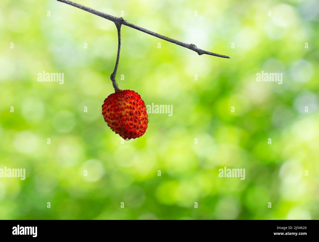 One Lychee in garden Stock Photo - Alamy