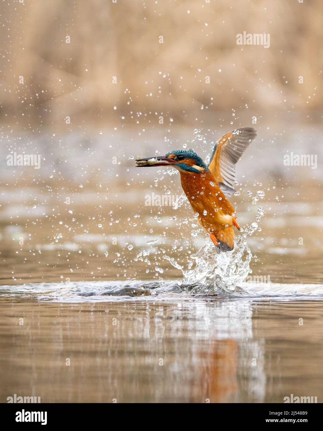 Diving bird uk ireland hi-res stock photography and images - Alamy