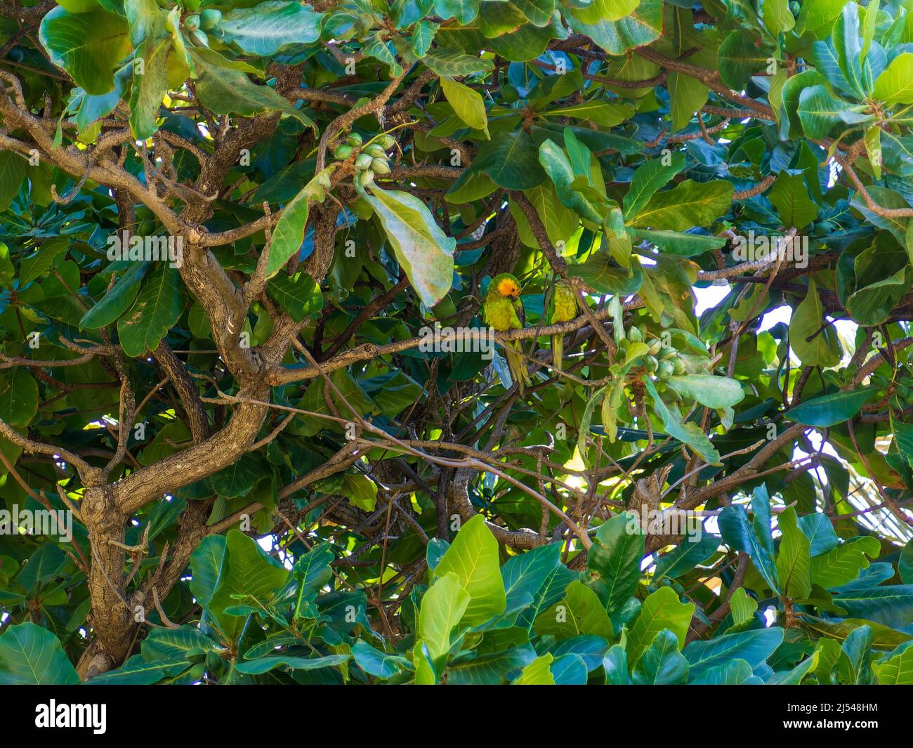 Green yellow amazon parrot perched in a tropical tree Stock Photo - Alamy