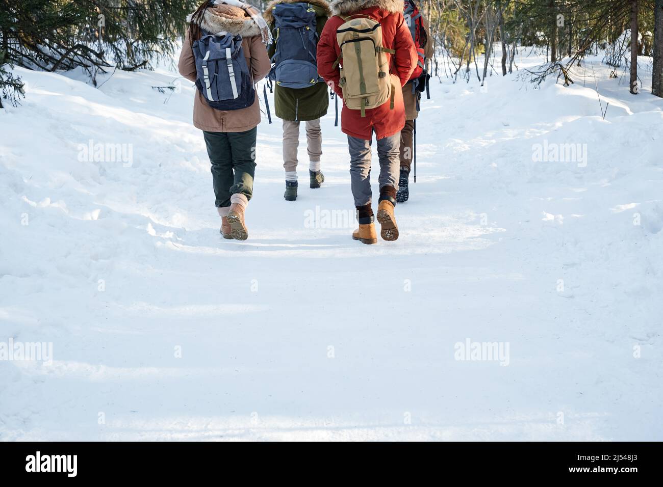 Rear view of four young people wearing backpacks walking along forest ...