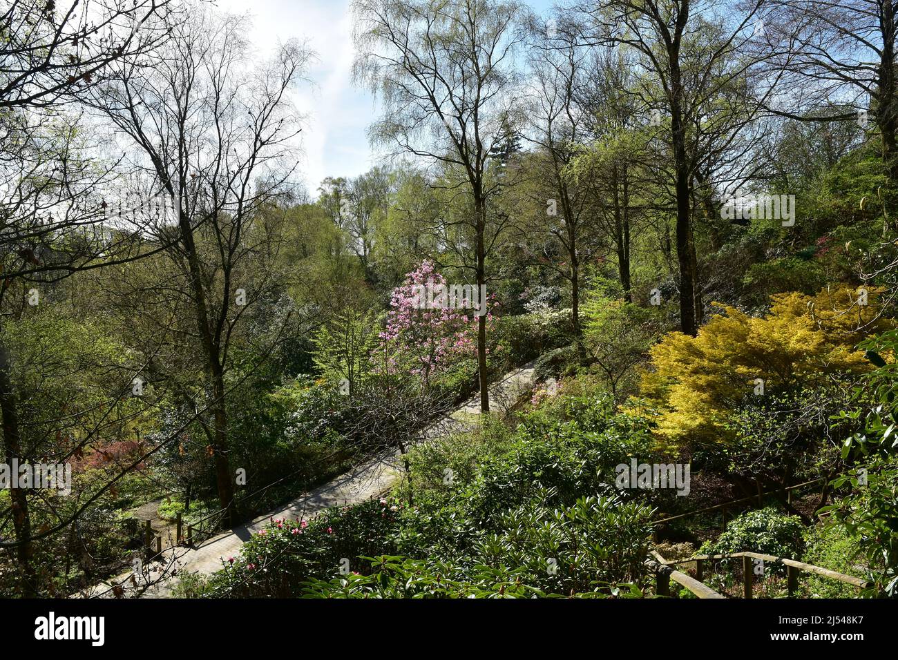 Himalayan Garden and Sculpture Park, Grewelthorpe, Ripon, North ...