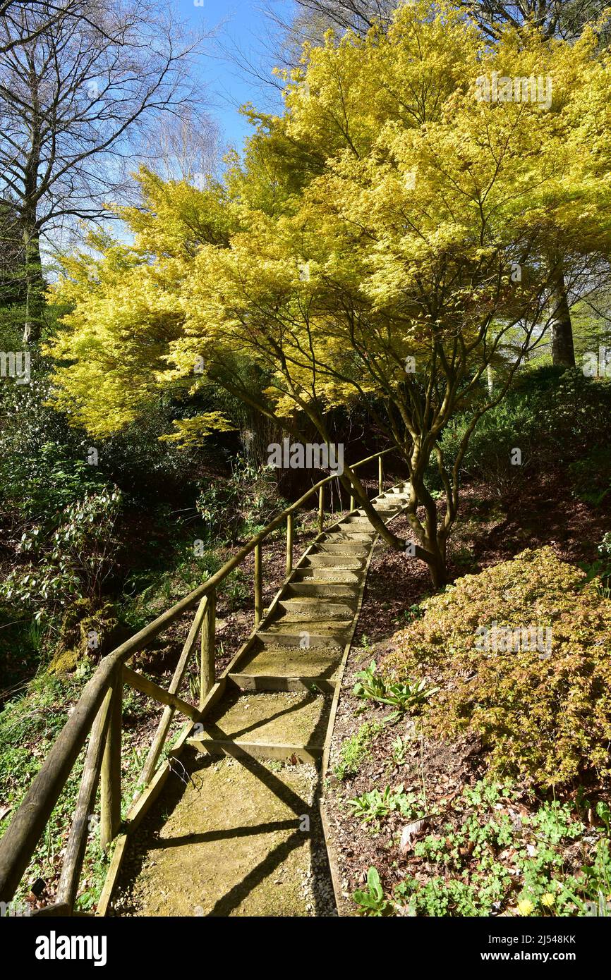 Himalayan Garden and Sculpture Park, Grewelthorpe, Ripon, North ...