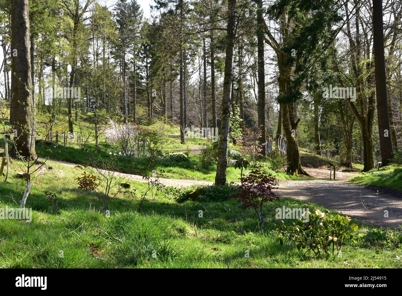 Himalayan Garden and Sculpture Park, Grewelthorpe, Ripon, North ...