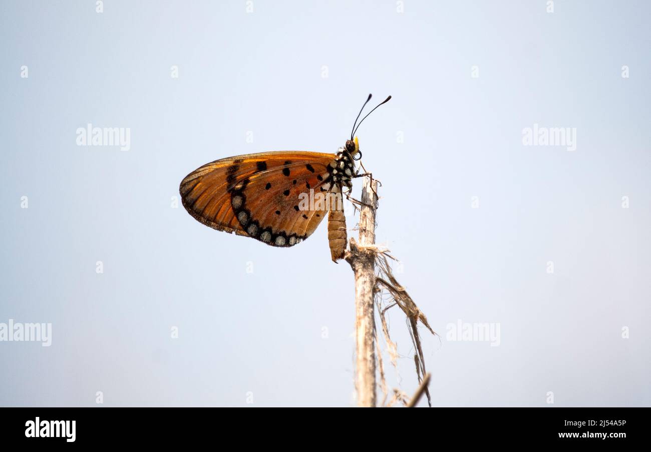 A beautiful tawny coster or Acraea terpsicore butterfly sit on a branch ...