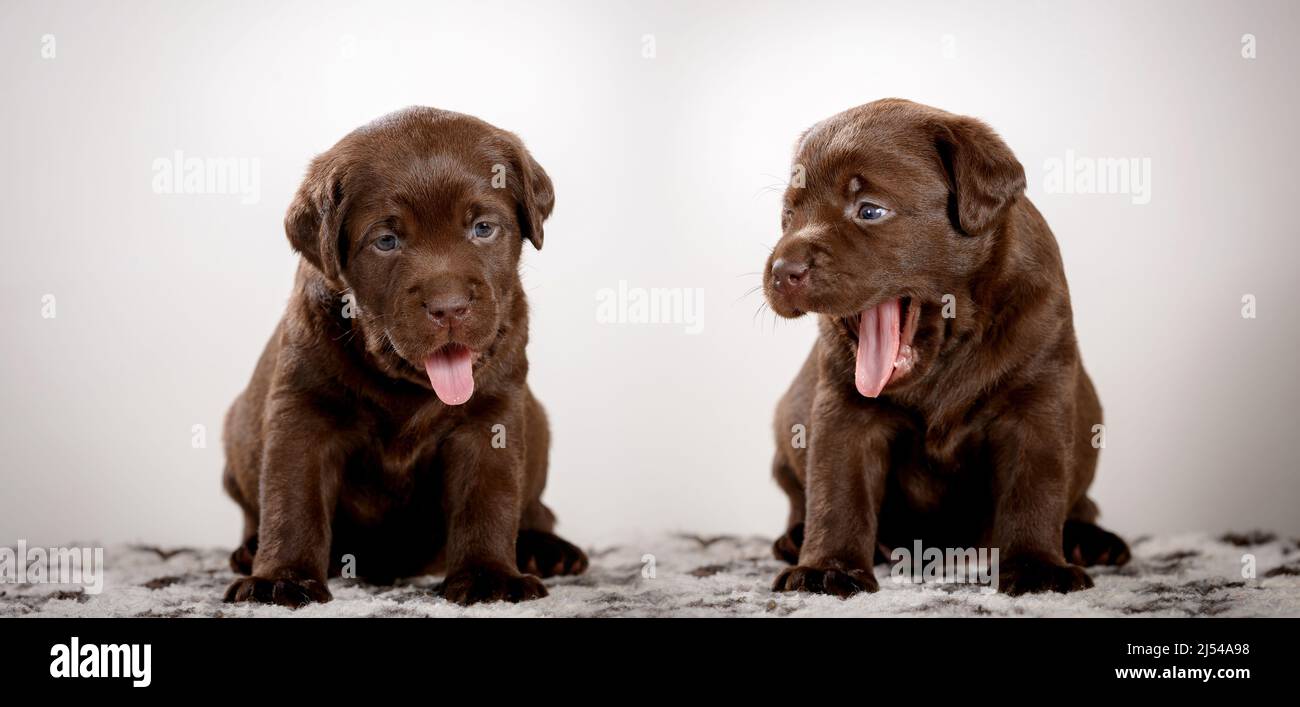 Small chocolate labrador puppy posing in studio Stock Photo - Alamy