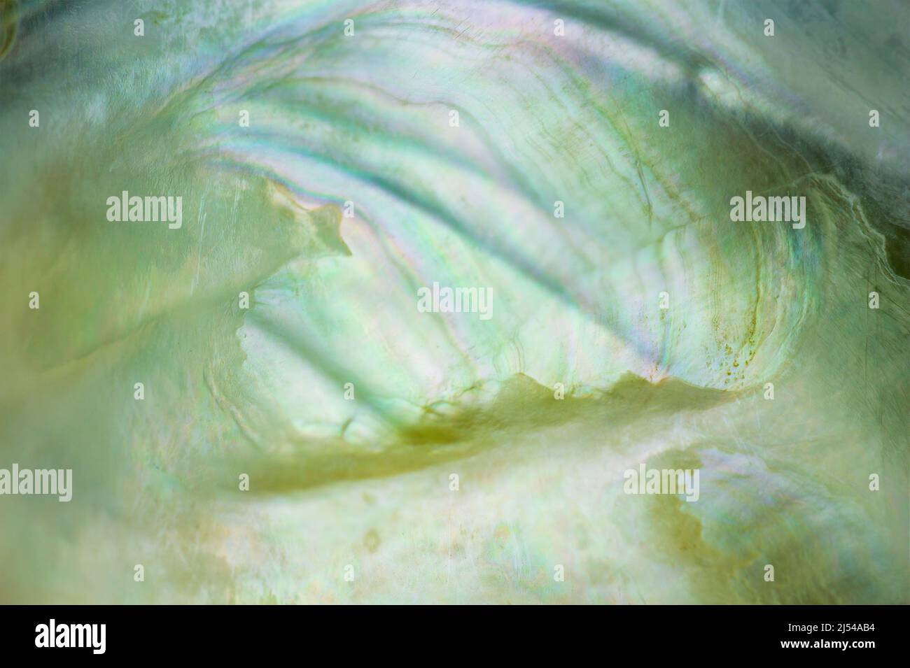 Colored inside pearl shell texture of blue mussel, Mytilus edulis ...