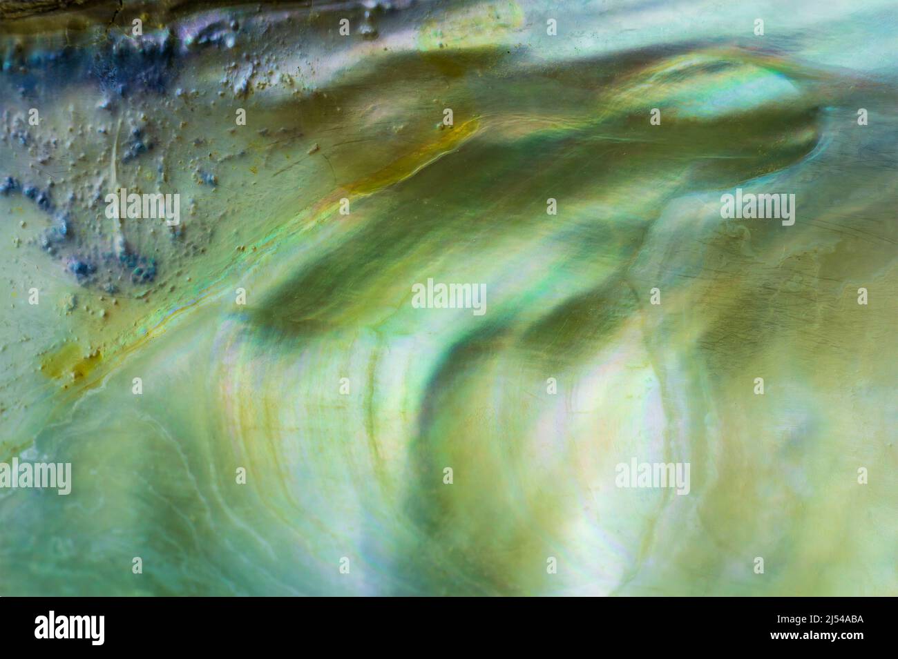 Colored inside pearl shell texture of blue mussel, Mytilus edulis ...