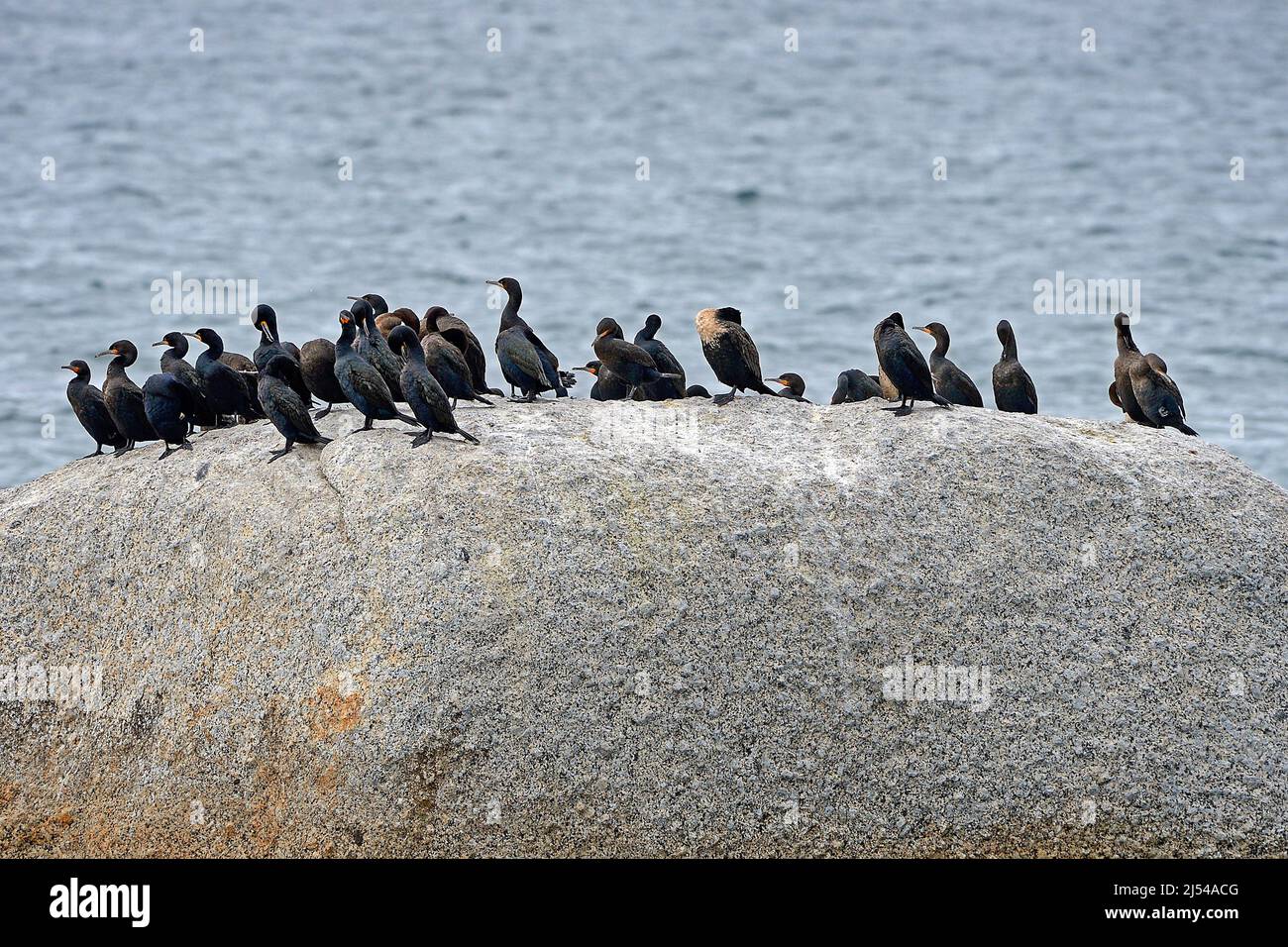 Cape cormorant (Phalacrocorax capensis), Colony on a rock, South Africa ...