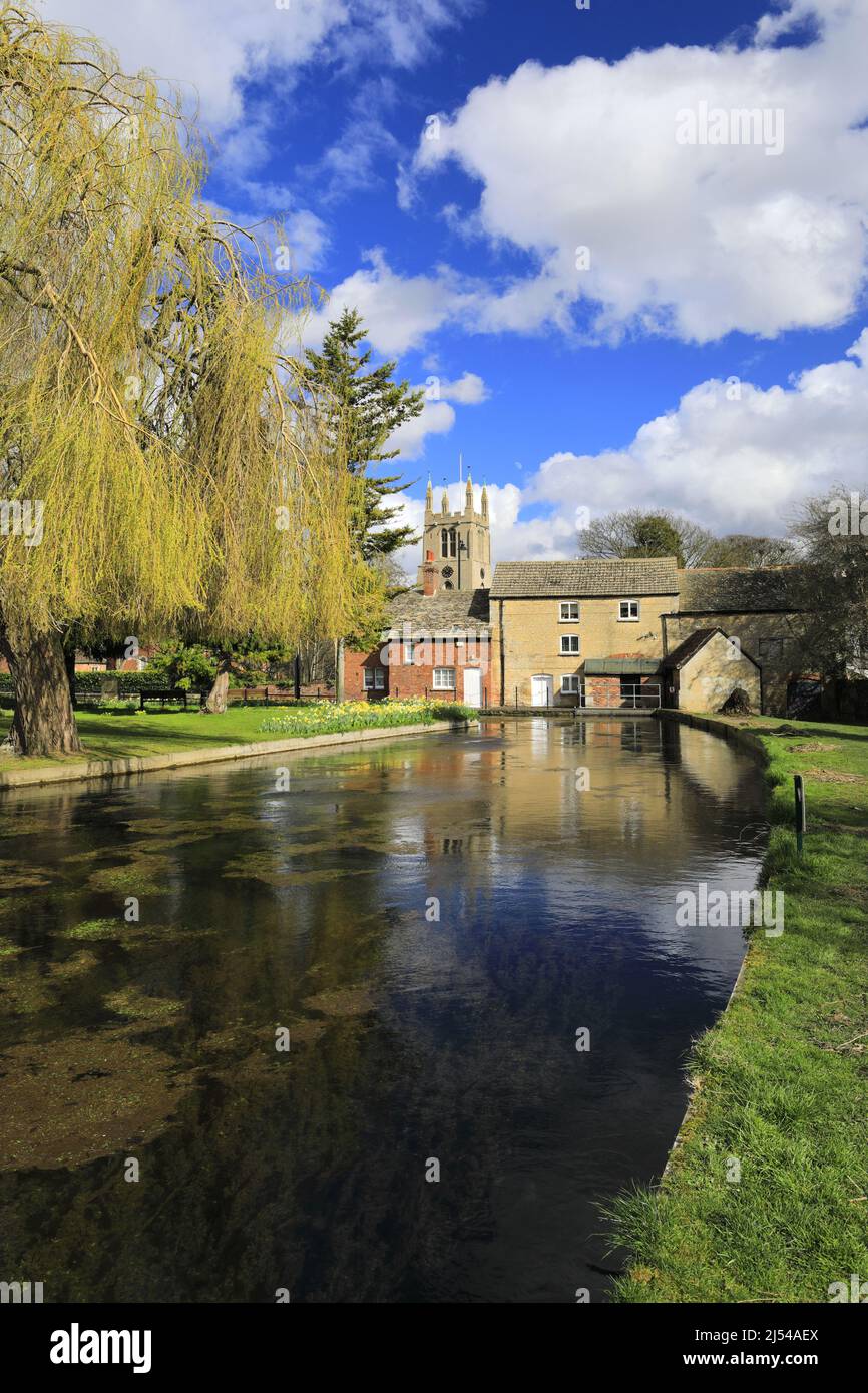 Daffodils along Bourne Eau and Baldocks Mill, Bourne town; Lincolnshire ...