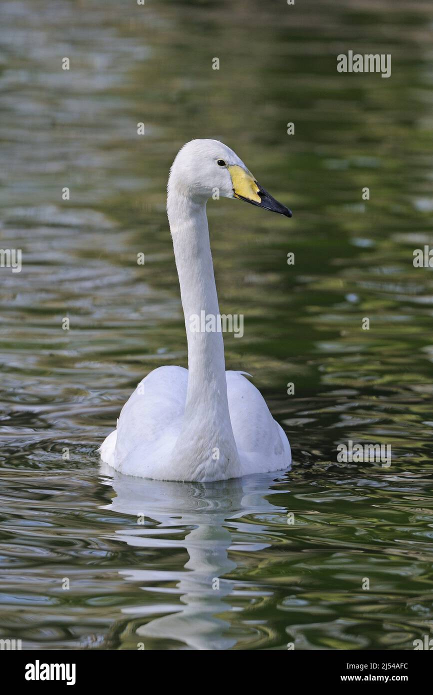 whooper swan (Cygnus cygnus), swimming, front view Stock Photo - Alamy