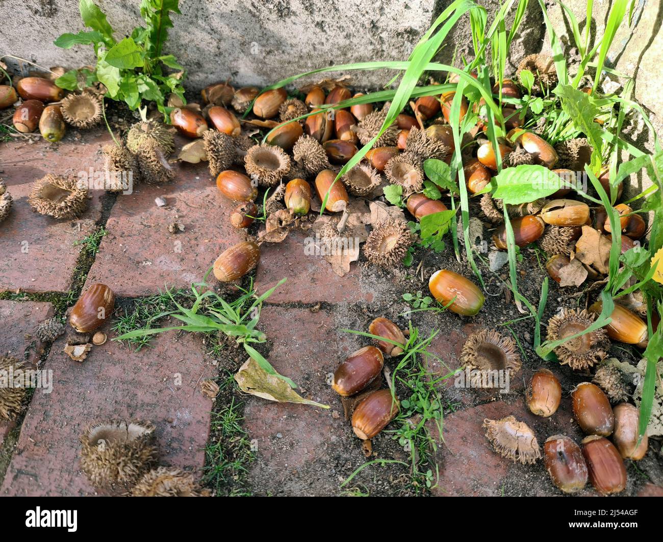 Turkey oak (Quercus cerris), fallen acorns on a pavement, Germany Stock ...