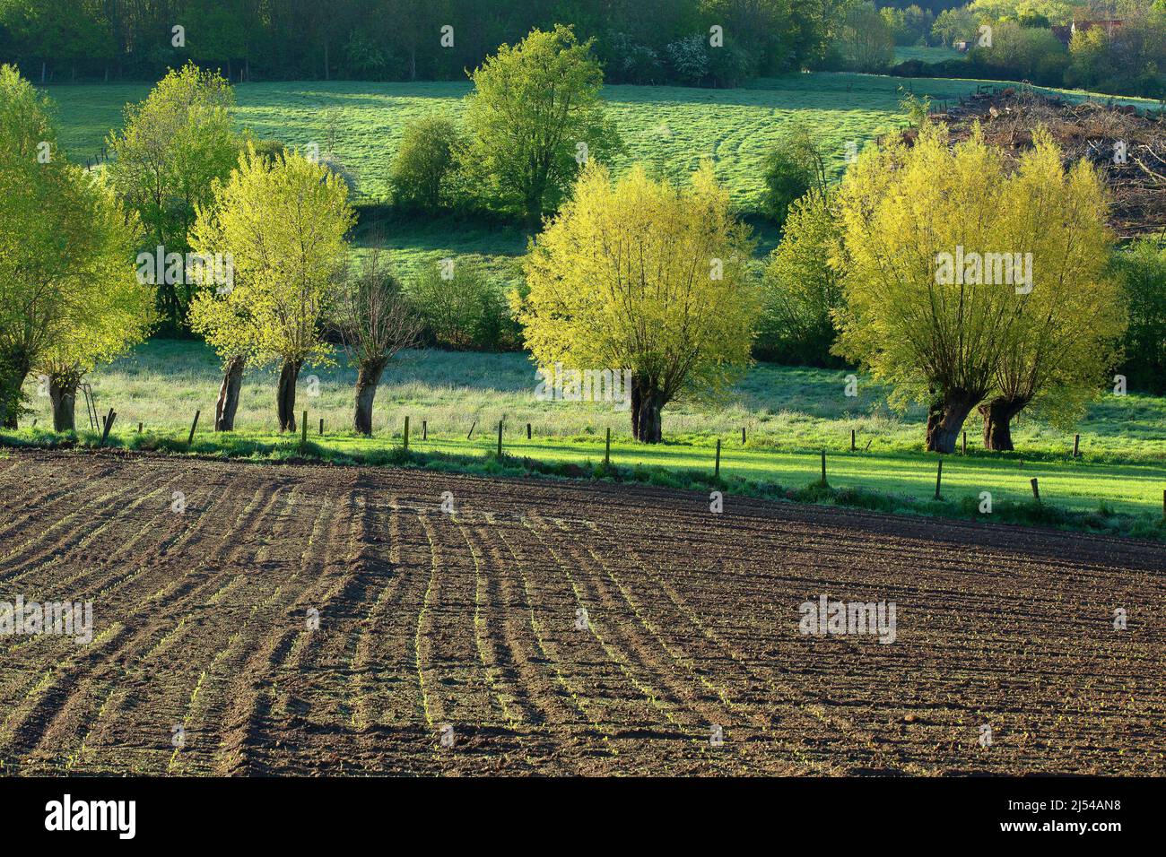 Bocage landscape with pollard willows, Belgium, East Flanders, Zegelsem ...