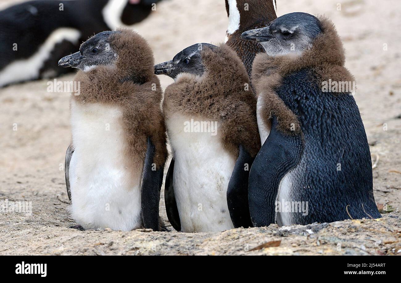 Jackass penguin, African penguin, Black-footed penguin (Spheniscus ...