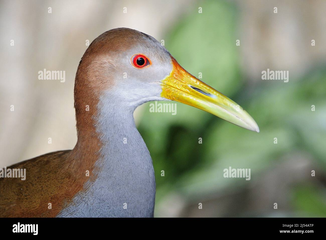 Giant Wood-Rail (Aramides ypecaha), portrait, Brazil Stock Photo - Alamy