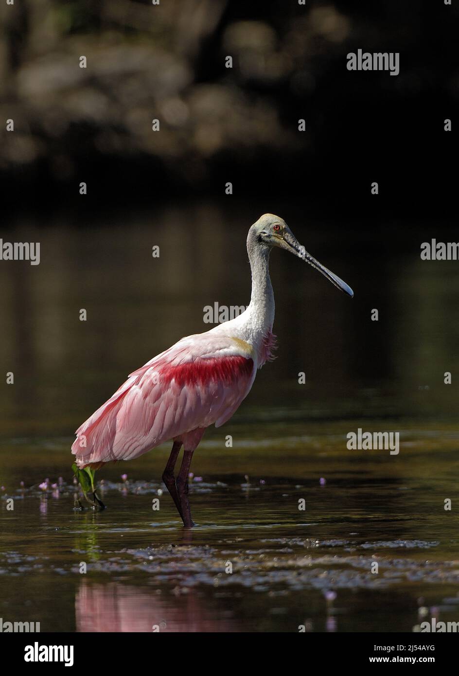 Roseate spoonbill (Ajaia ajaia, Ajaia ajaja, Platalea ajaja), foraging ...