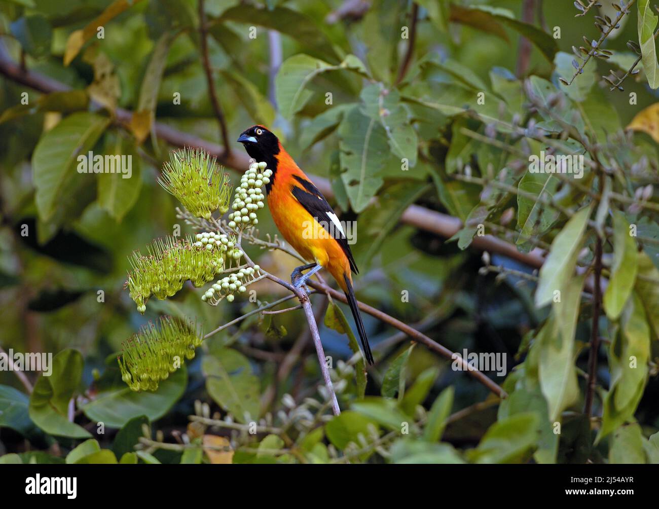 troupial (Icterus icterus), perched on an inflorescence, Brazil ...
