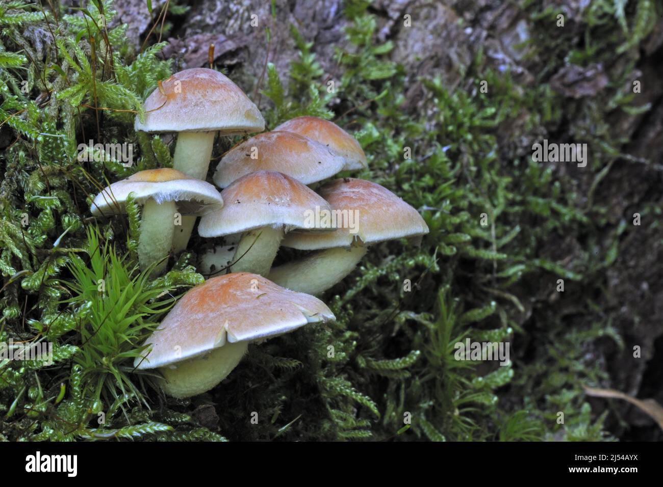 sulphur tuft, sulfur tuft, clustered woodlover, sulfur cap (Hypholoma ...
