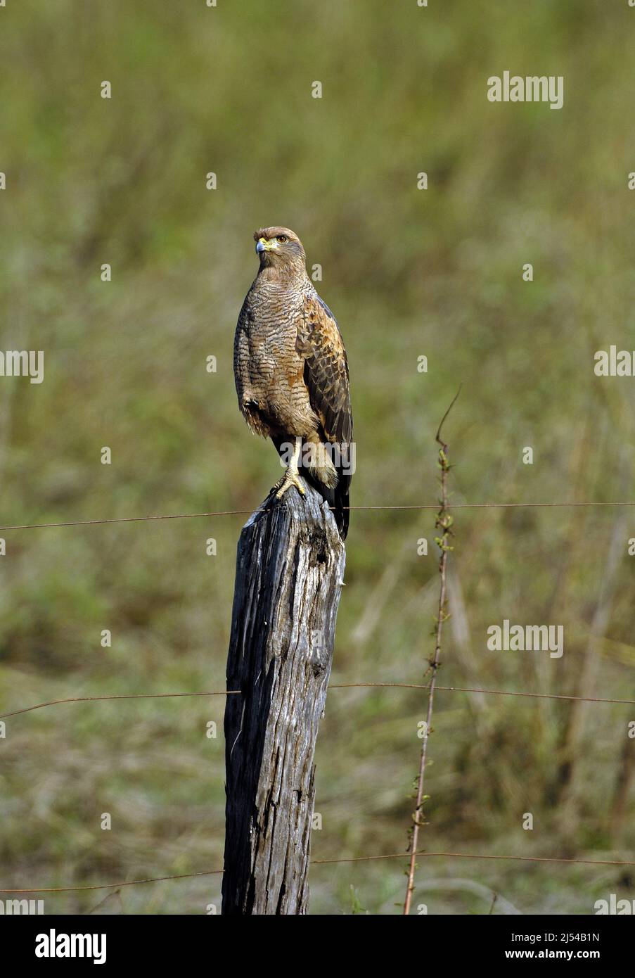 savannah hawk (Buteogallus meridionalis), perched on a wooden post ...