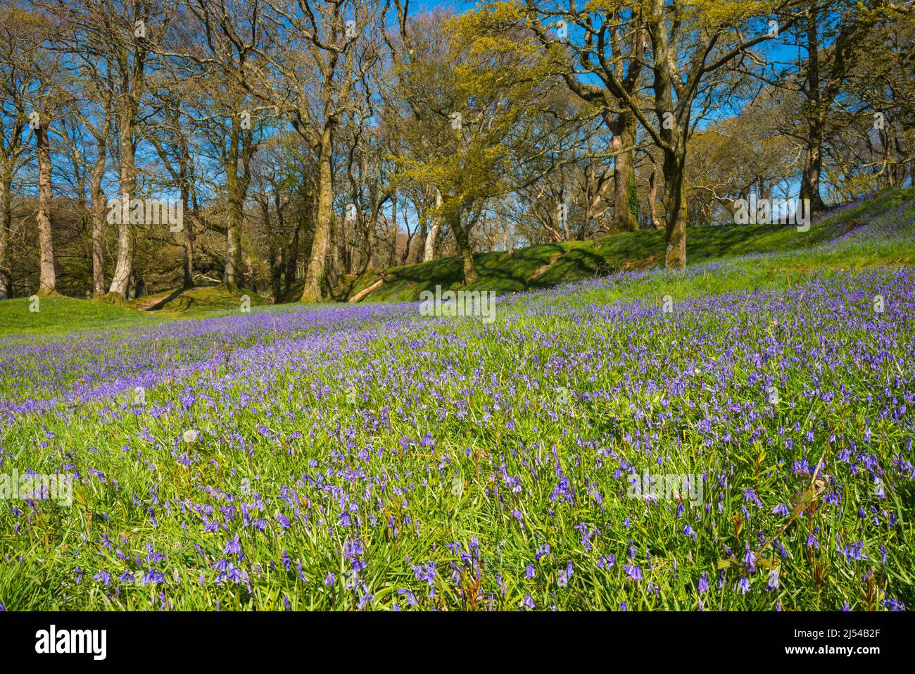 Blackbury Camp, Devon, UK. 20th April 2022. UK Weather. A carpet of ...