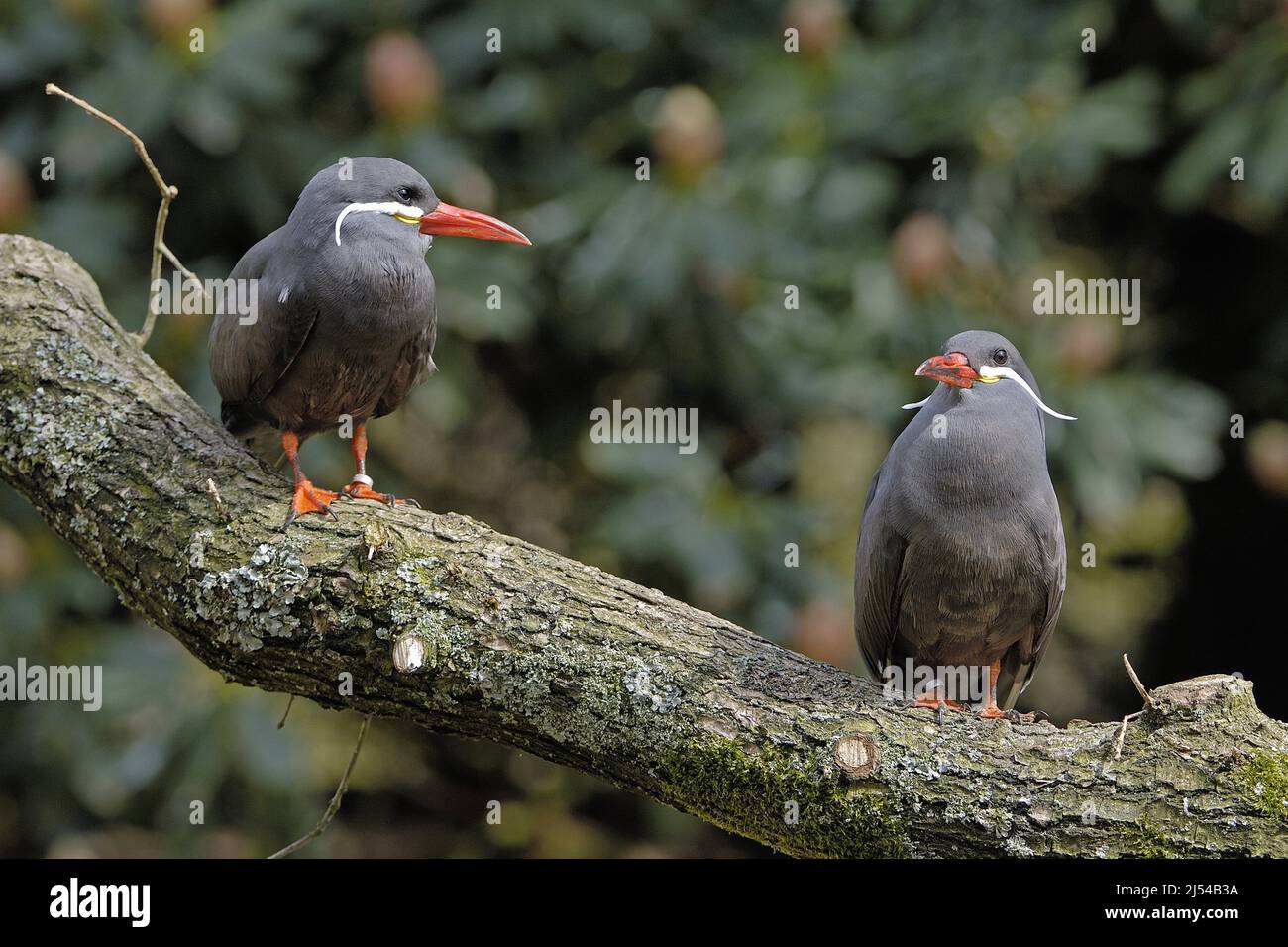 inca tern (Larosterna inca), two inka terns perched on a branch Stock ...