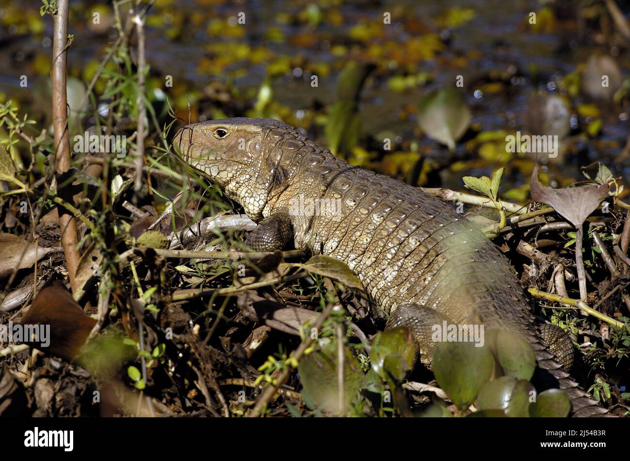 Paraguayan caiman lizard (Dracaena paraguayensis), in wetland, Brazil ...