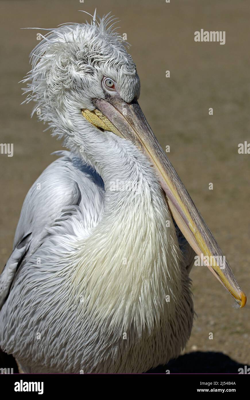 Close up front view hi-res stock photography and images - Alamy