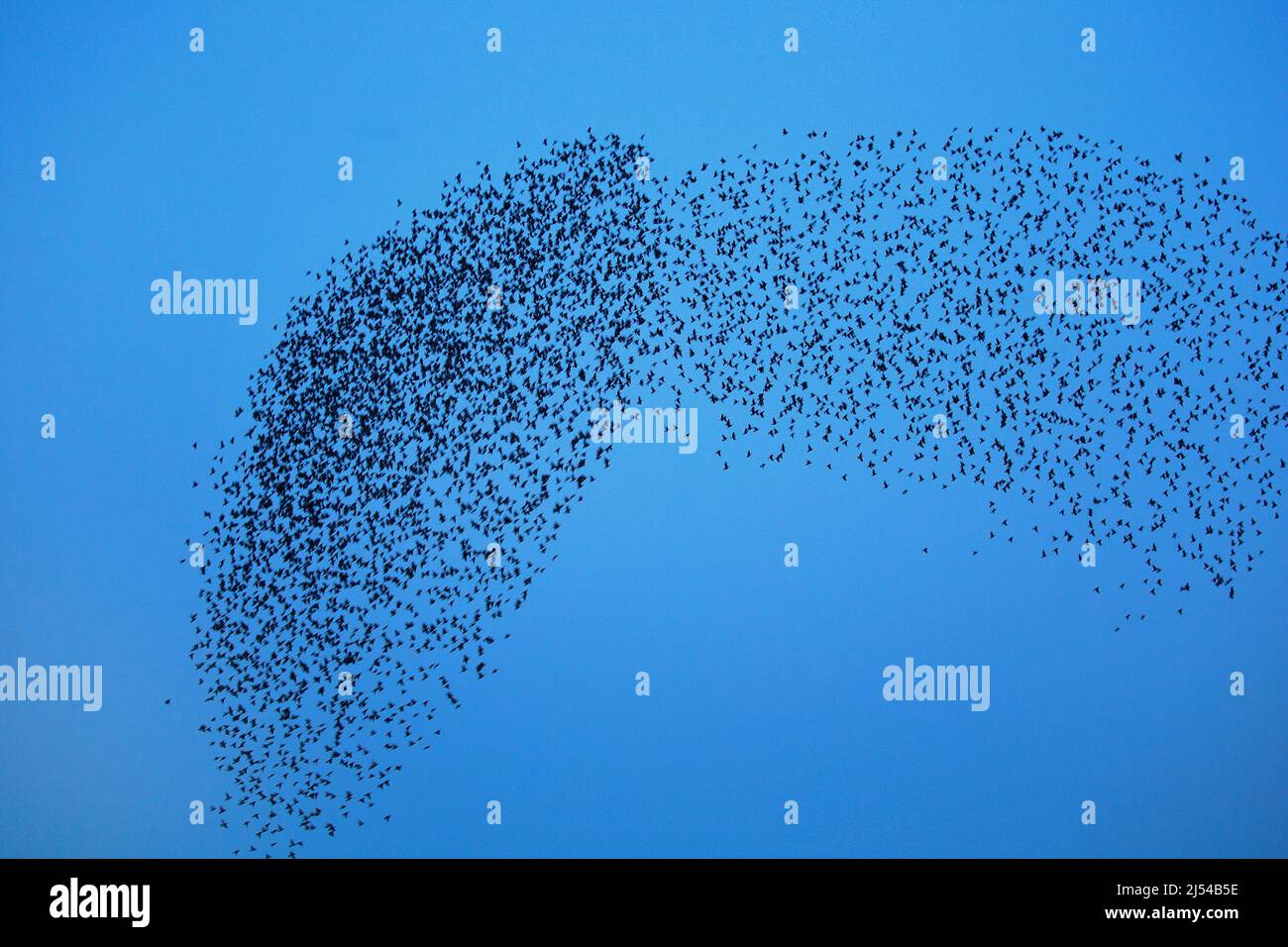 common starling (Sturnus vulgaris), flock of starlings flying in the ...