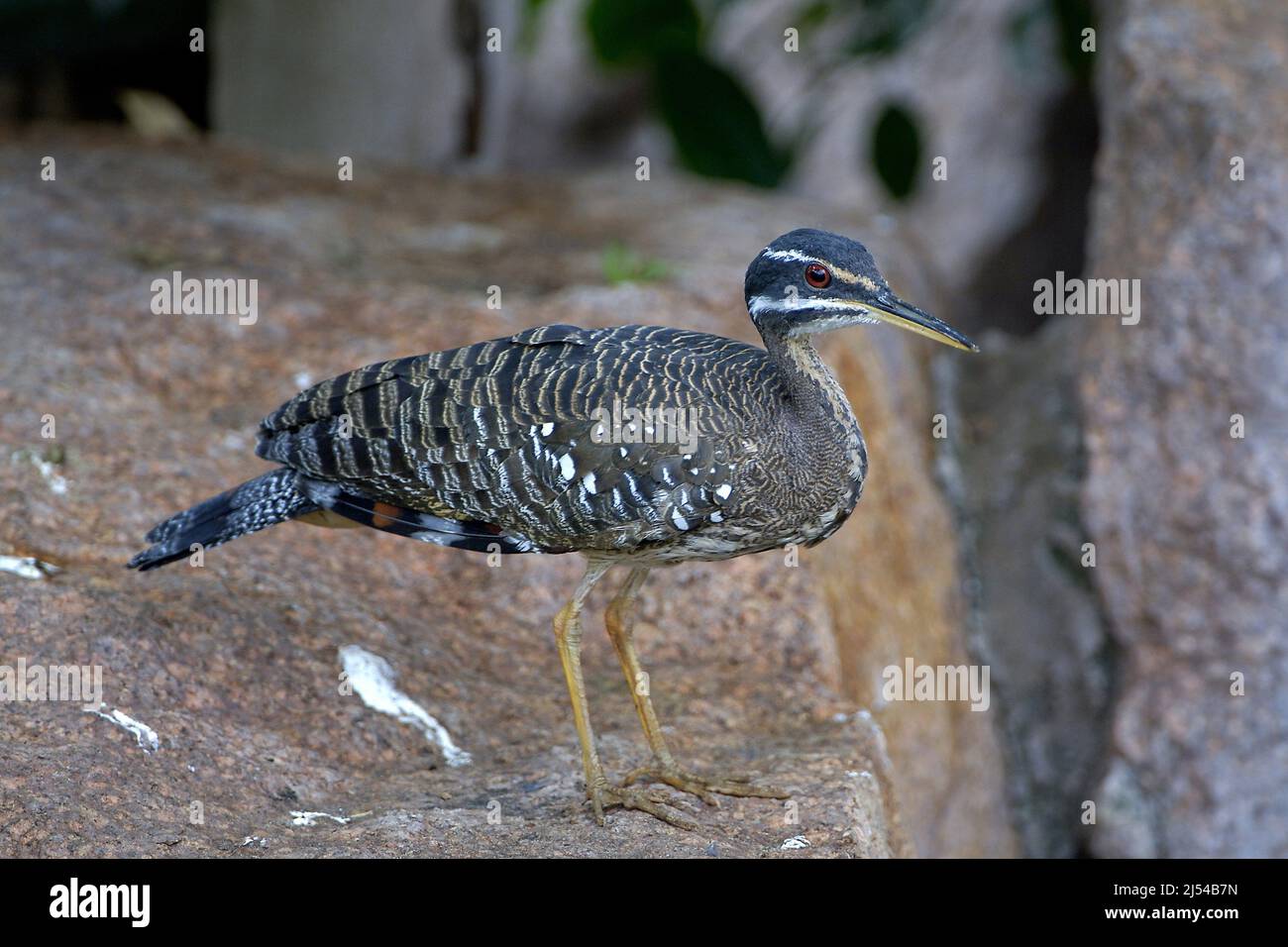 sun-bittern, sunbittern (Eurypyga helias), on a stone Stock Photo - Alamy