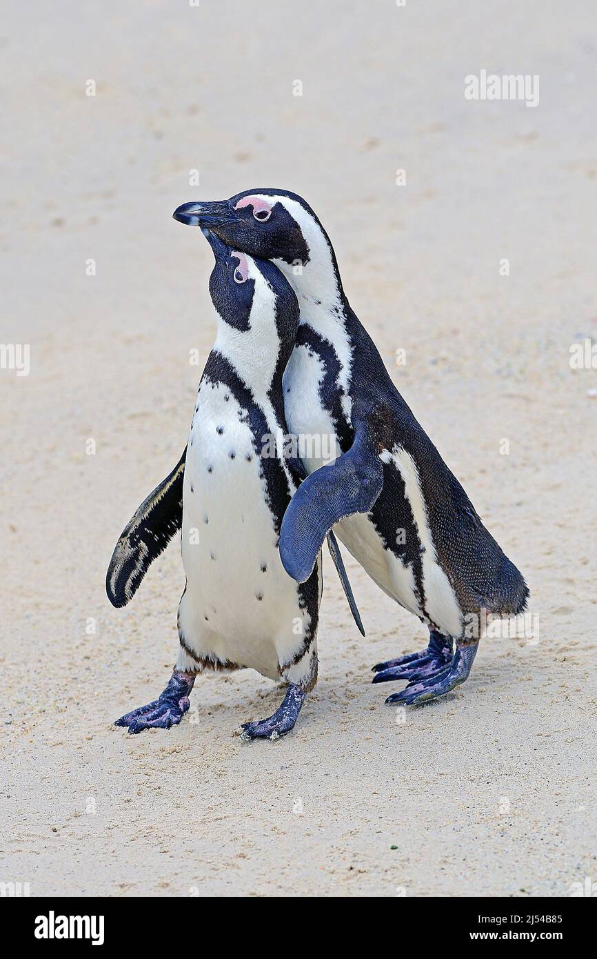 Jackass penguin, African penguin, Black-footed penguin (Spheniscus ...