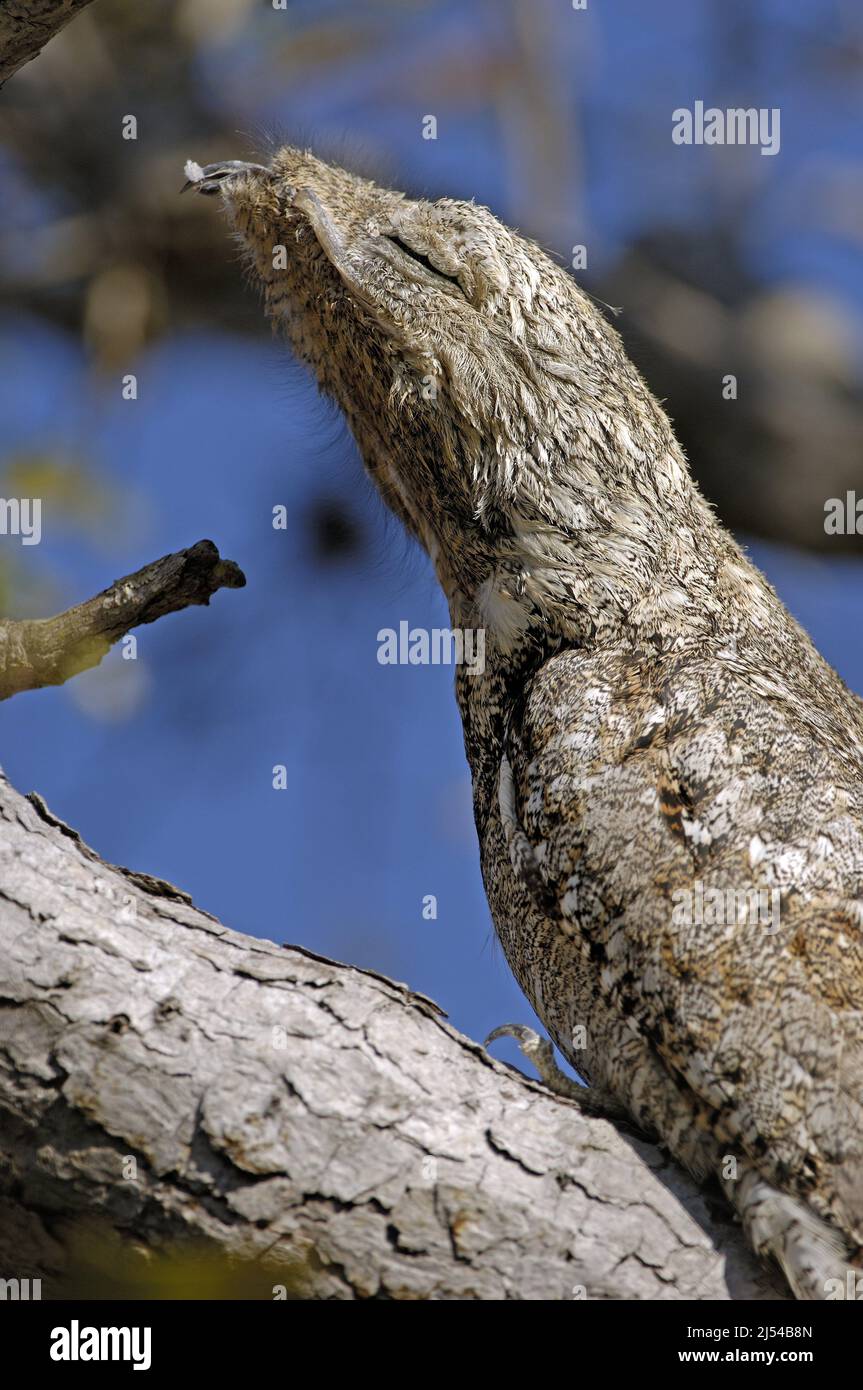 great potoo (Nyctibius grandis), perched on a branch well camouflaged ...