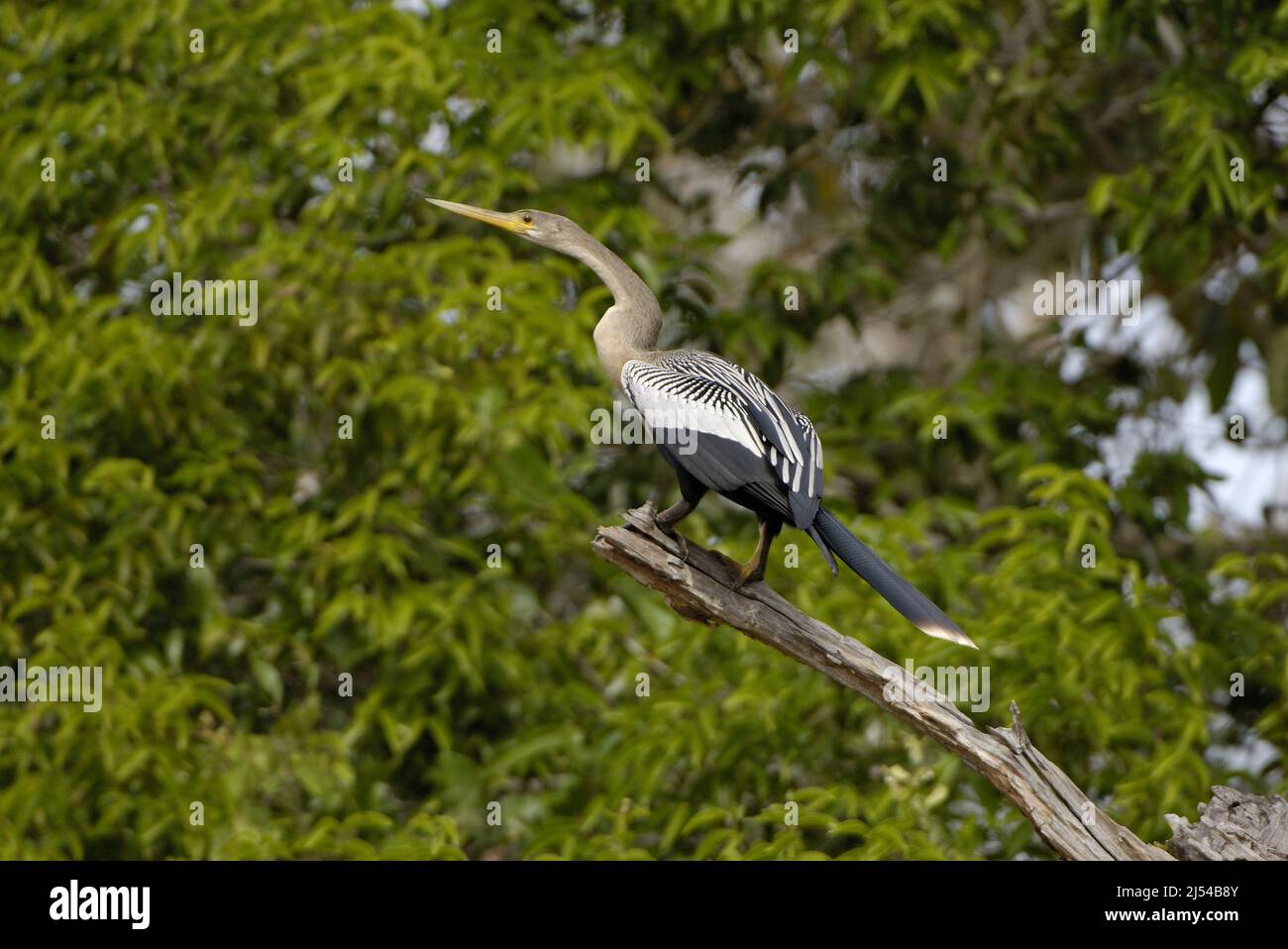 American darter (Anhinga anhinga), female perched on a dead tree ...